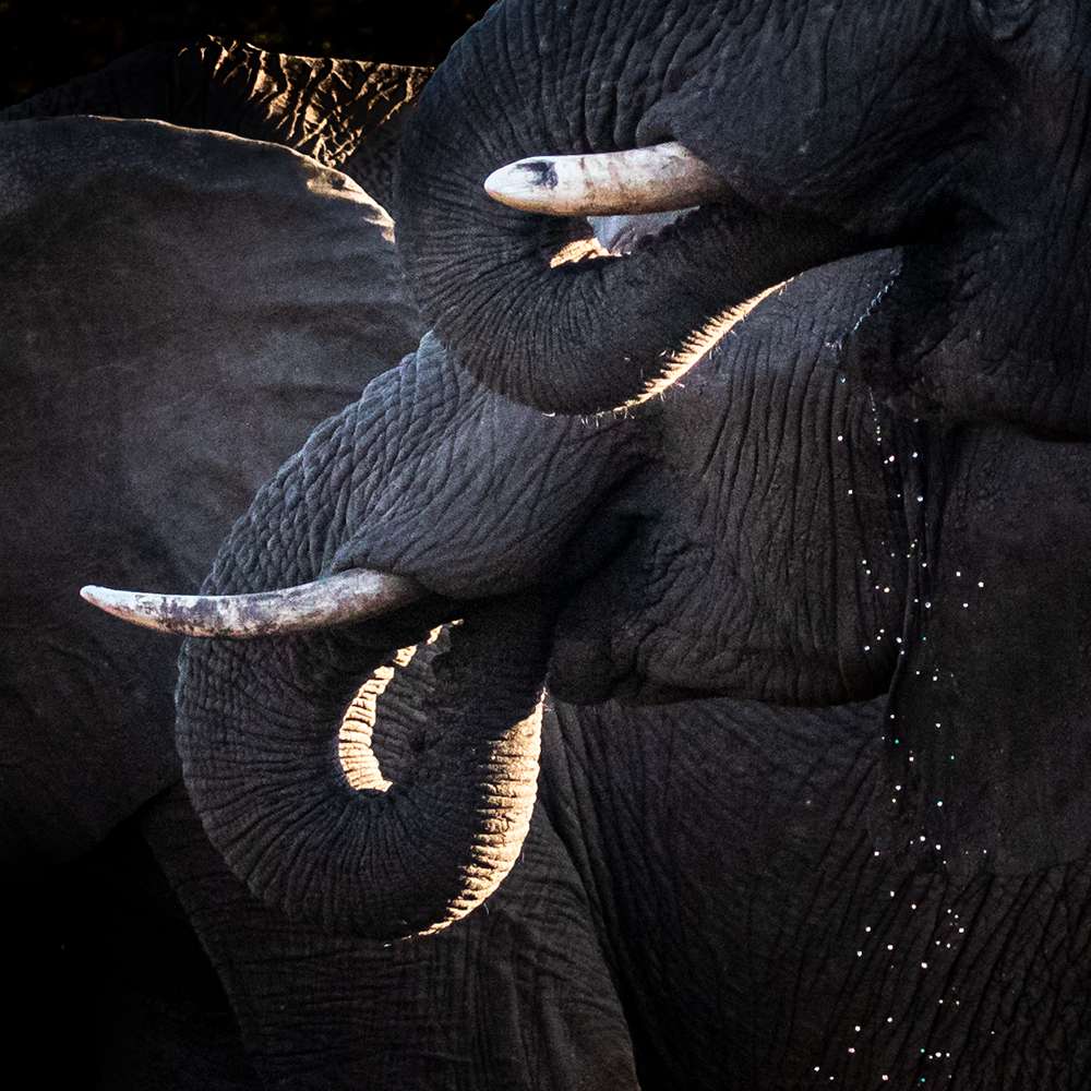 Wildlife Photography Tips and Tutorials for Beginners - Wildlife ...