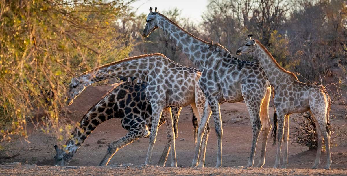 Siduli Hide Victoria Falls Zimbabwe - Wildlife Encounter - Wildlife ...