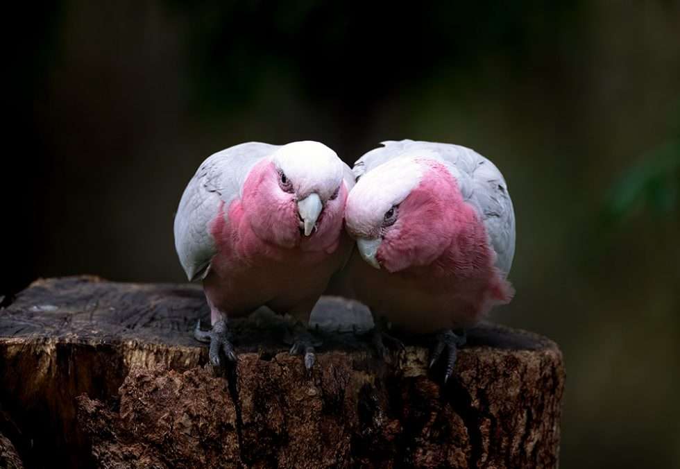 Galah (Eolophus roseicapilla) Images and Information - Wildlife Information
