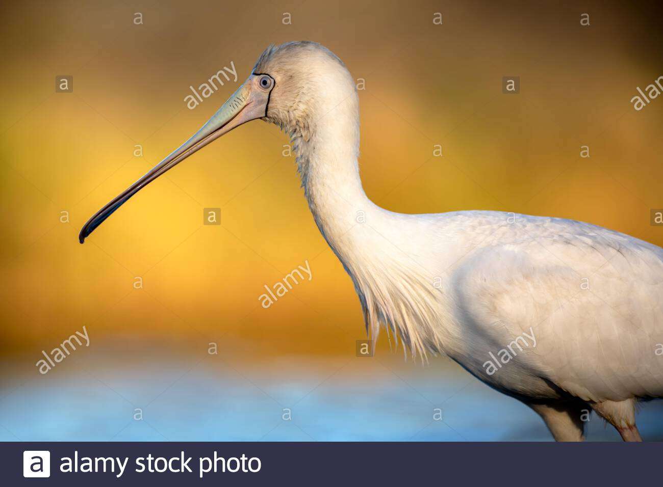 Yellow-billed Spoonbill Stock Image - Wild Animal Information