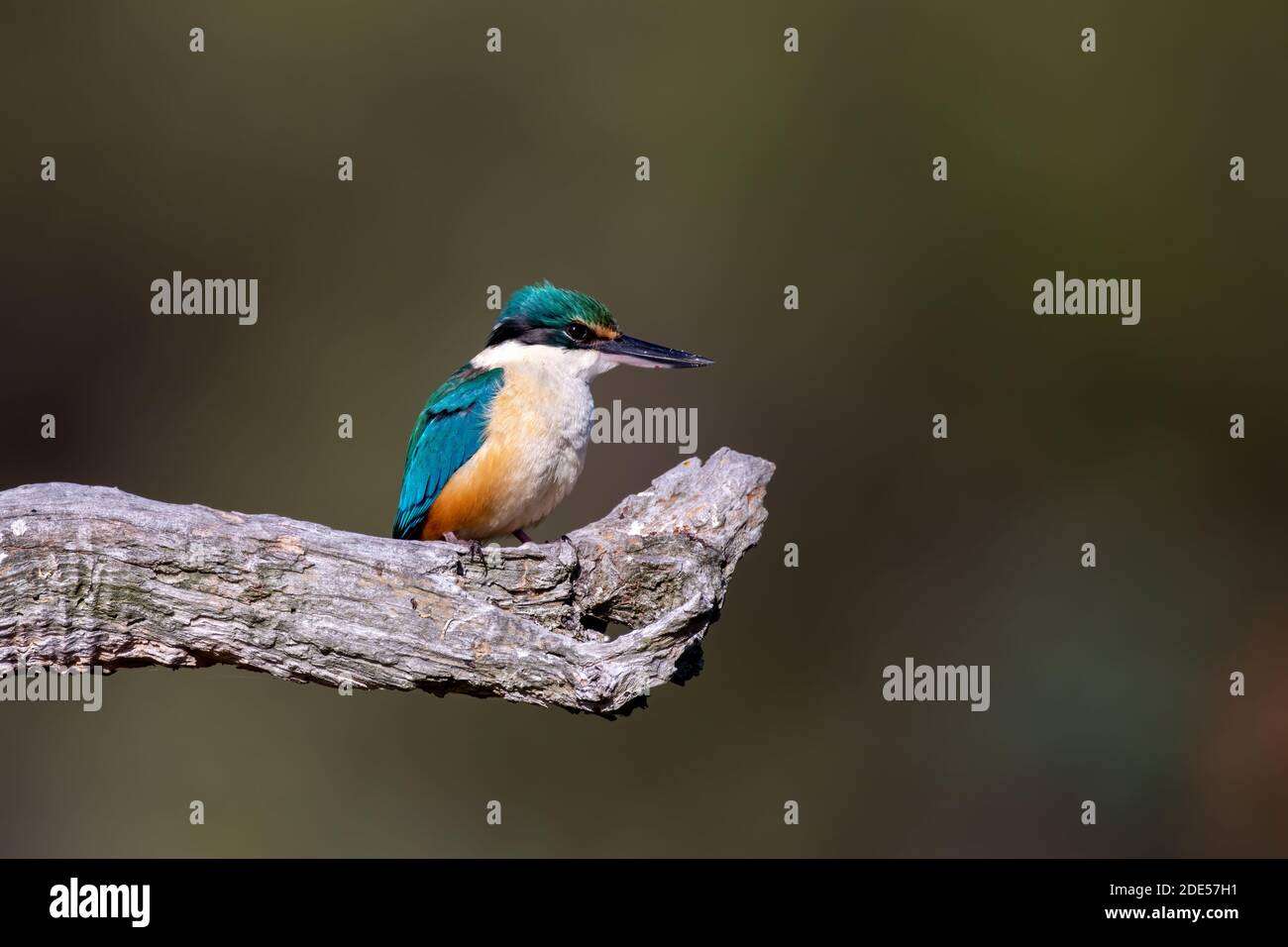 Sacred Kingfisher Stock Image - Wildlife Information