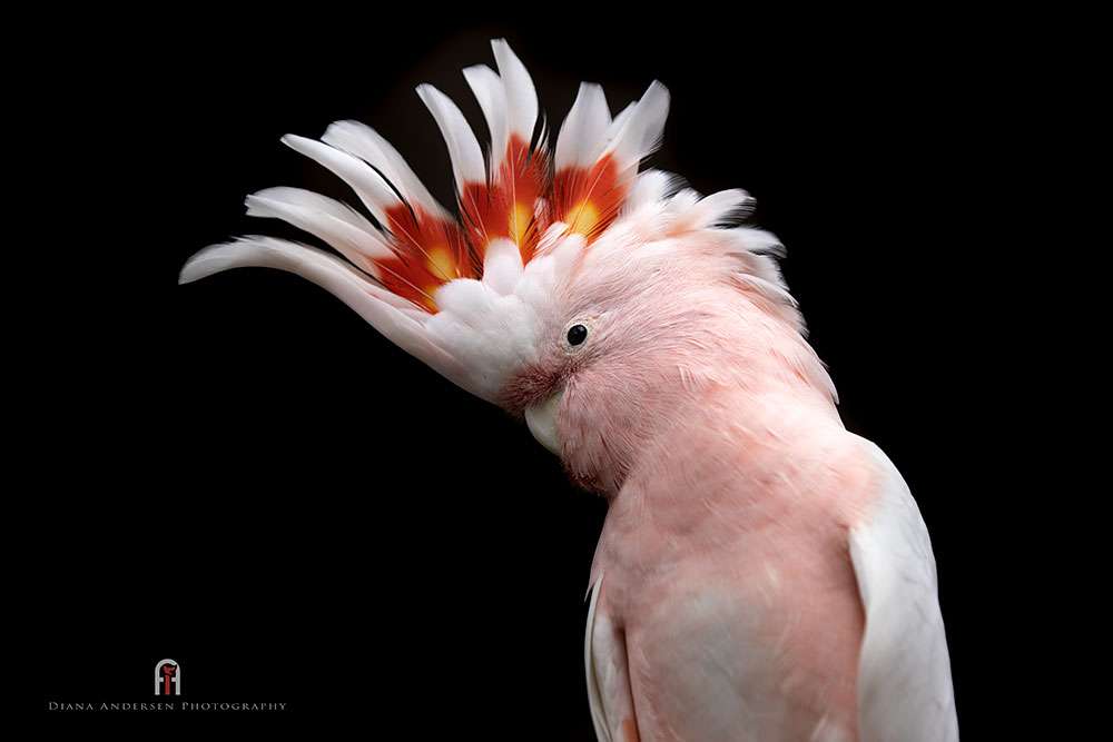 Cockatoos in Australia - Species, Descriptions & Photos - Wildlife ...