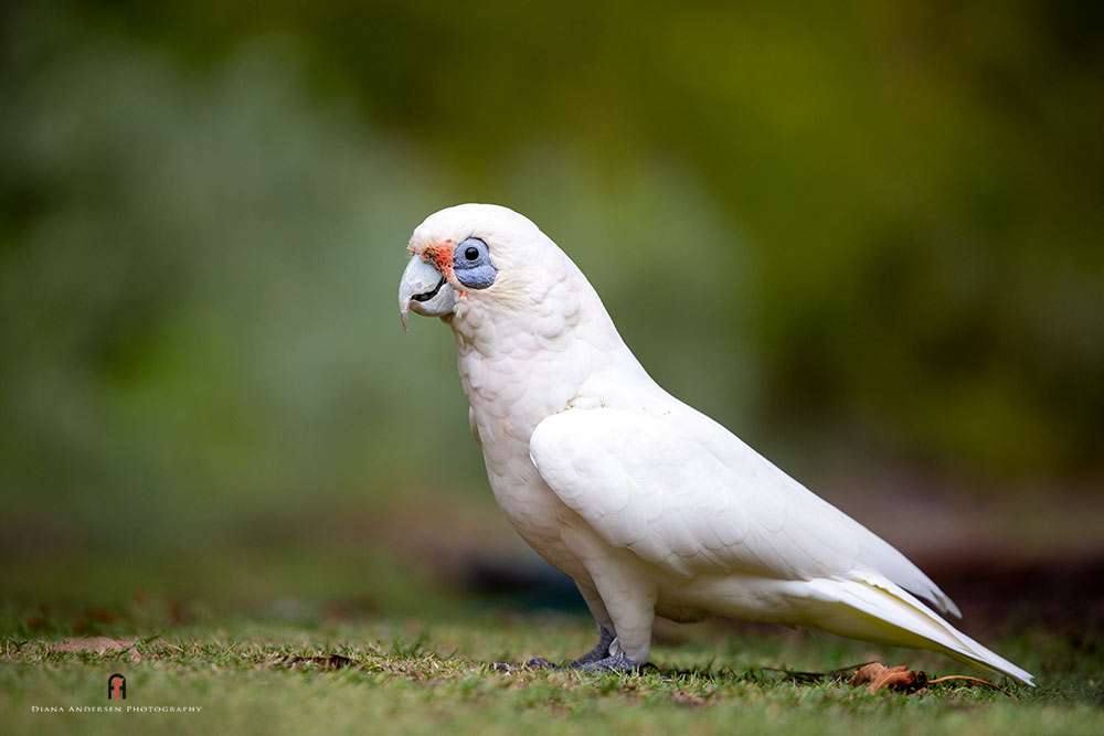 Types Of Cockatoos