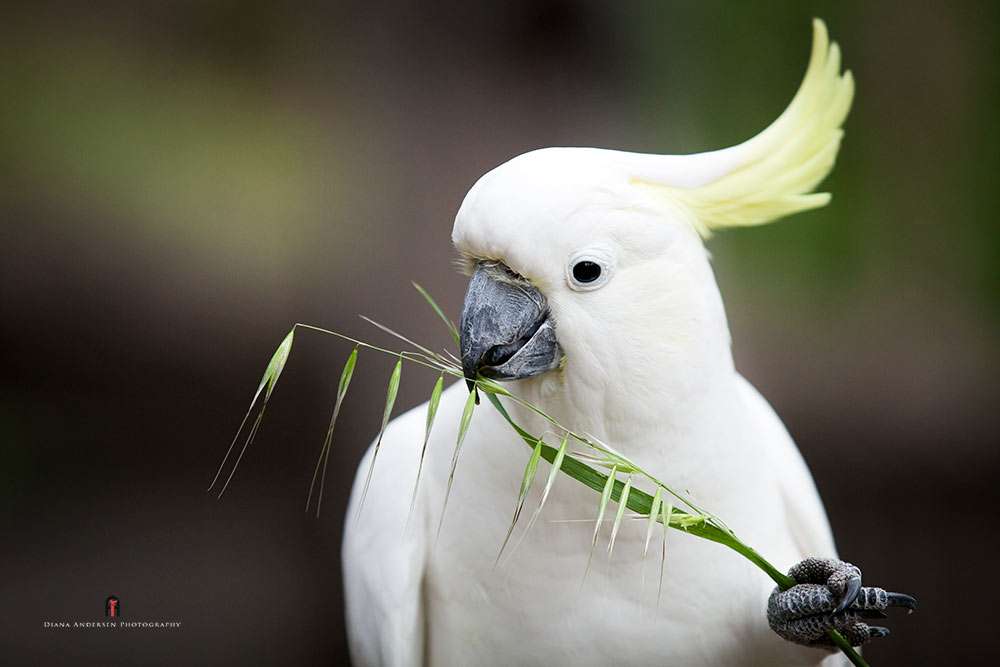 Cockatoos in Australia - Species, Descriptions & Photos - Wildlife ...