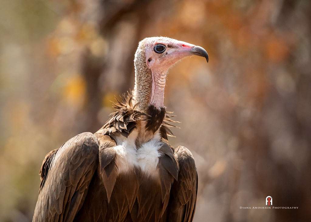 Vulture Restaurant Experience - Wildlife Conservation - Wildlife ...