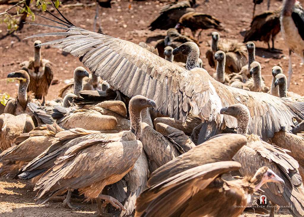 Vulture Restaurant Experience - Wildlife Conservation - Wildlife ...