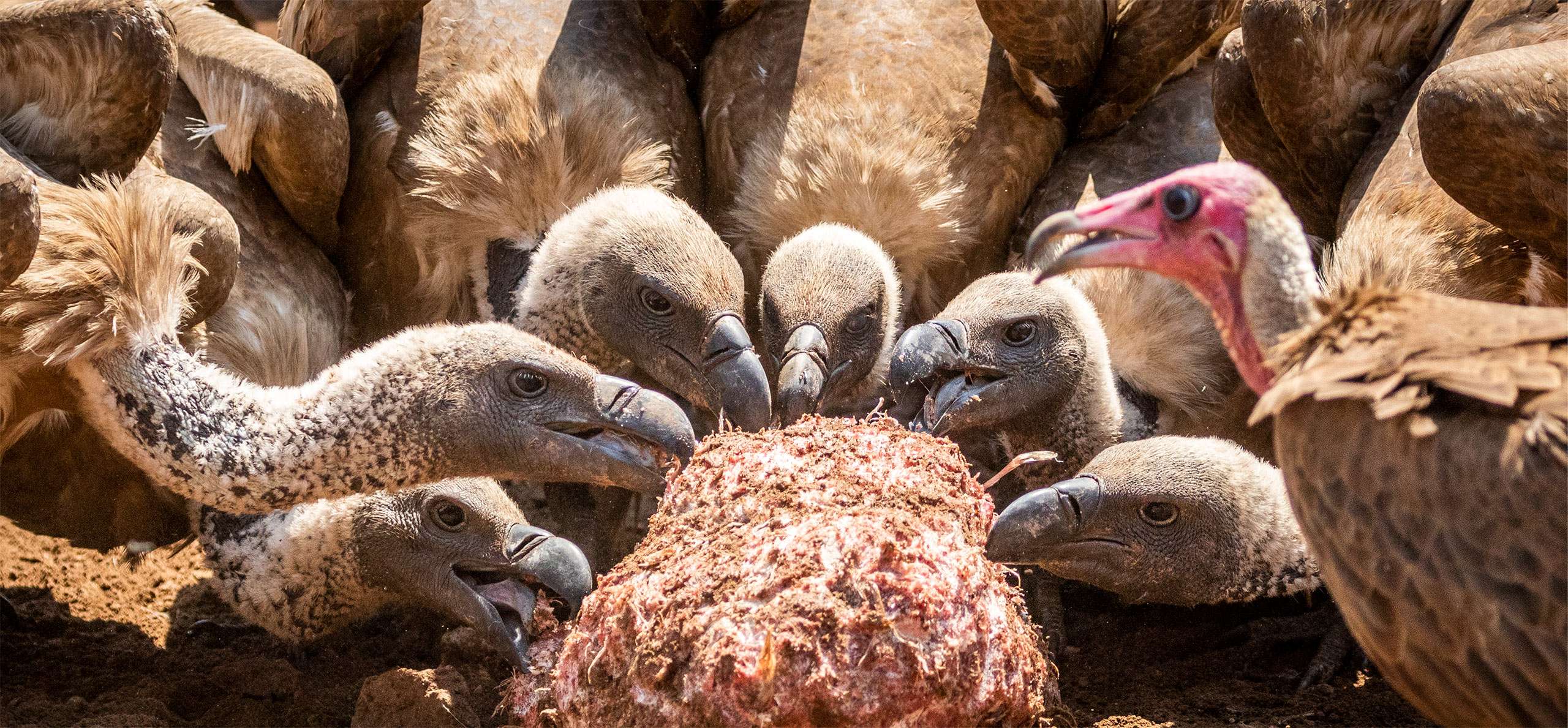 Vulture Restaurant Experience - Wildlife Conservation - Wildlife ...