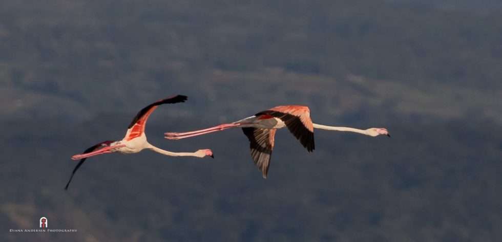 Greater Flamingo Facts - Wildlife Education - Wildlife Information