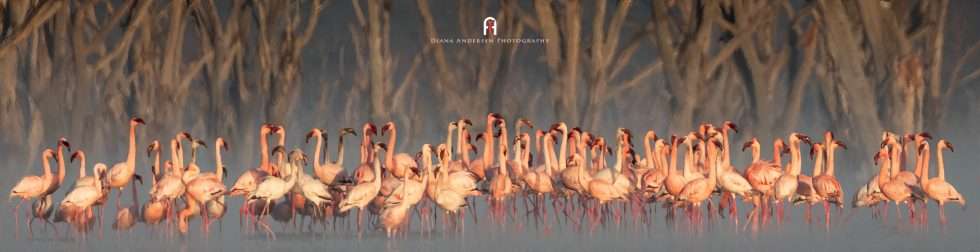 Lesser Flamingo - Habitat, Diet and Breeding - Wildlife Information