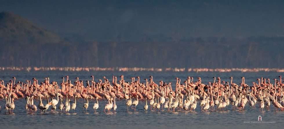 Lesser Flamingo - Habitat, Diet and Breeding - Wildlife Information