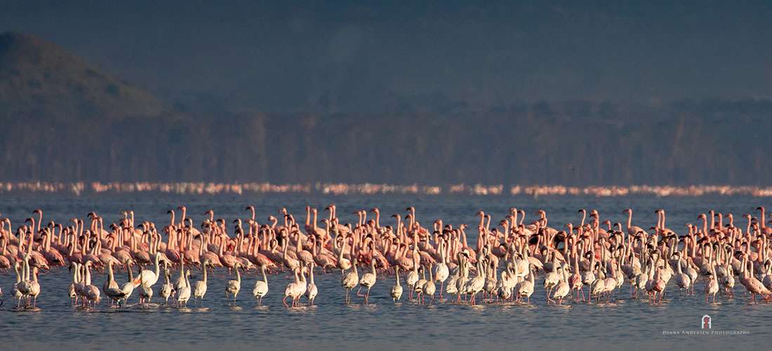 Lesser Flamingo - Habitat, Diet and Breeding - Wildlife Information