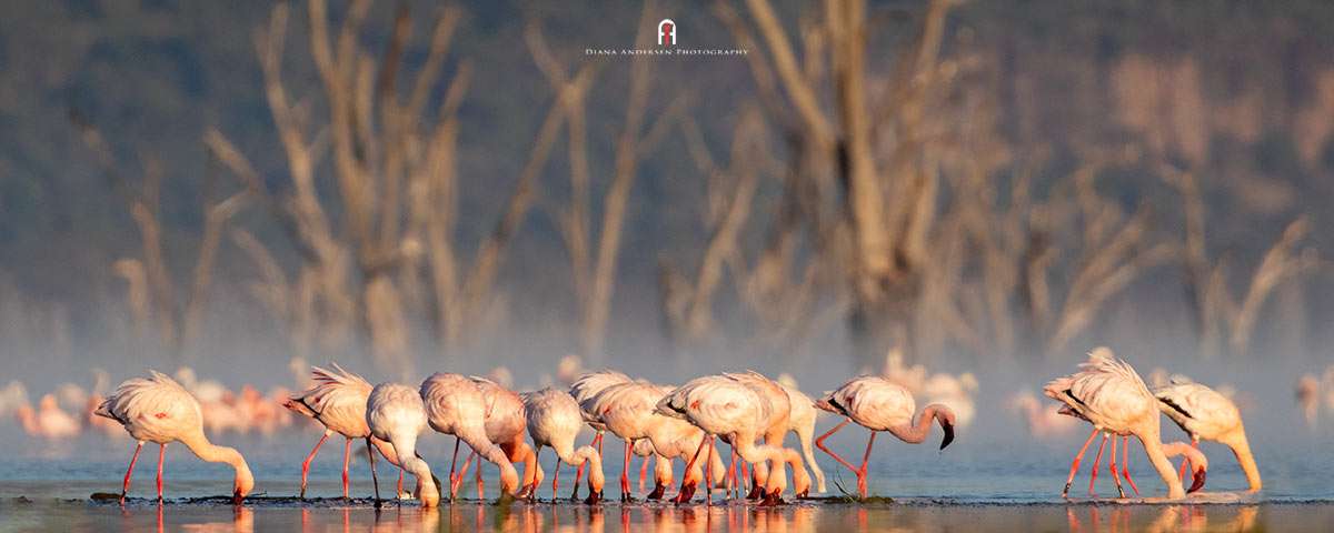 Lesser Flamingo - Habitat, Diet and Breeding - Wildlife Information