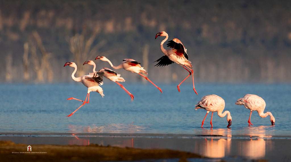 Lesser Flamingo - Habitat, Diet and Breeding - Wildlife Information
