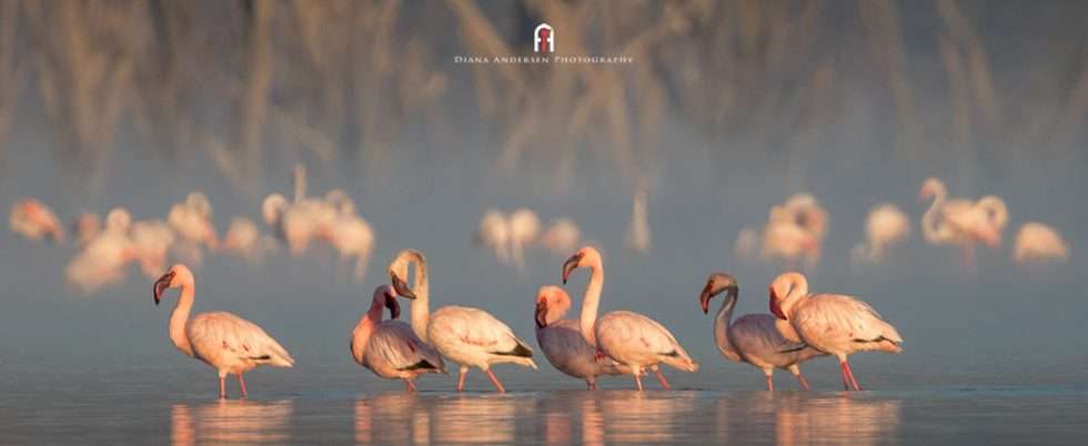 Lesser Flamingo - Habitat, Diet and Breeding - Wildlife Information