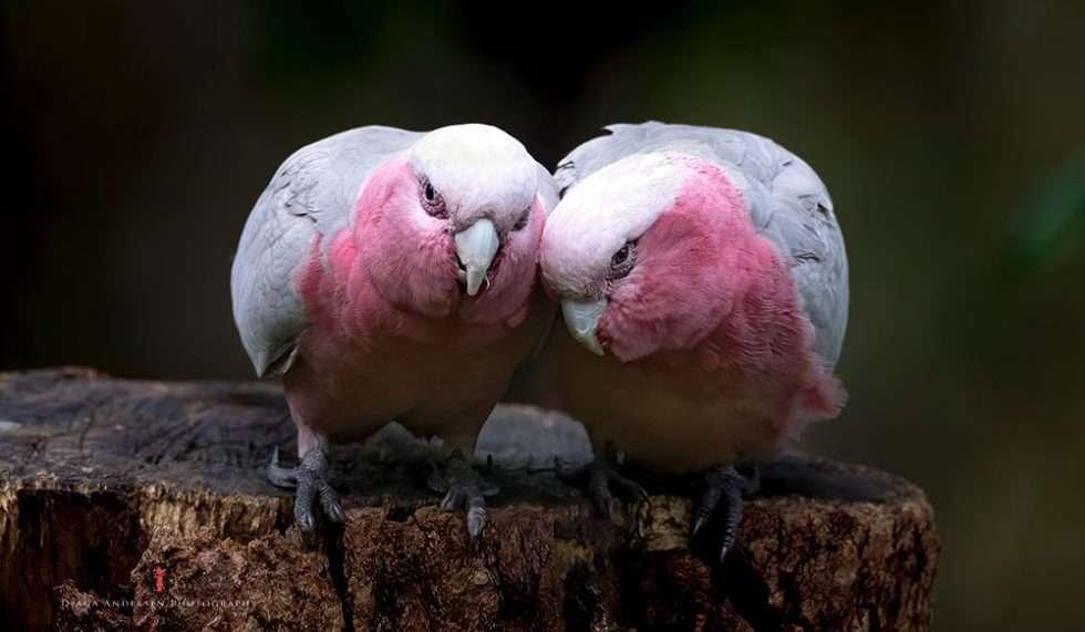 Cockatoos in Australia - Species, Descriptions & Photos - Wildlife ...