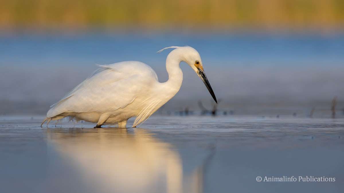 Light and Wildlife Photography - Photography Tips - Wildlife Information