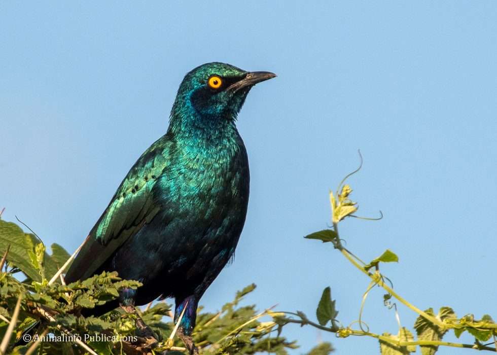 Light and Wildlife Photography - Photography Tips - Wildlife Information