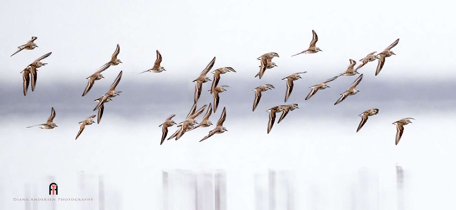 Bird Flight Photography - Creative Light and Flight Images - Wildlife ...