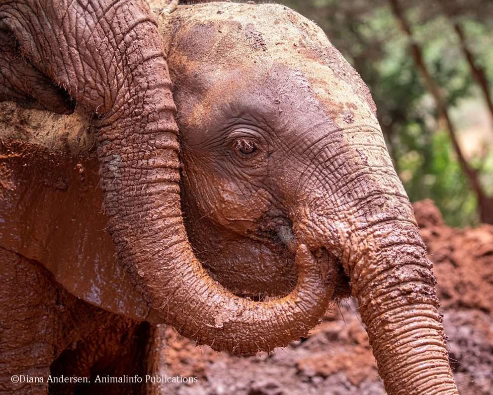 Wildlife Photography Storytelling - Visual Imagery - Wildlife Information