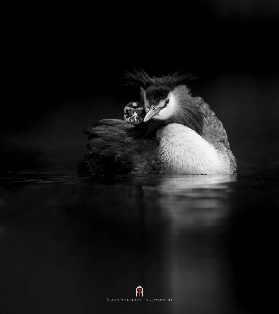 Wildlife Portrait Photography - Tips & Technique - Wildlife Information