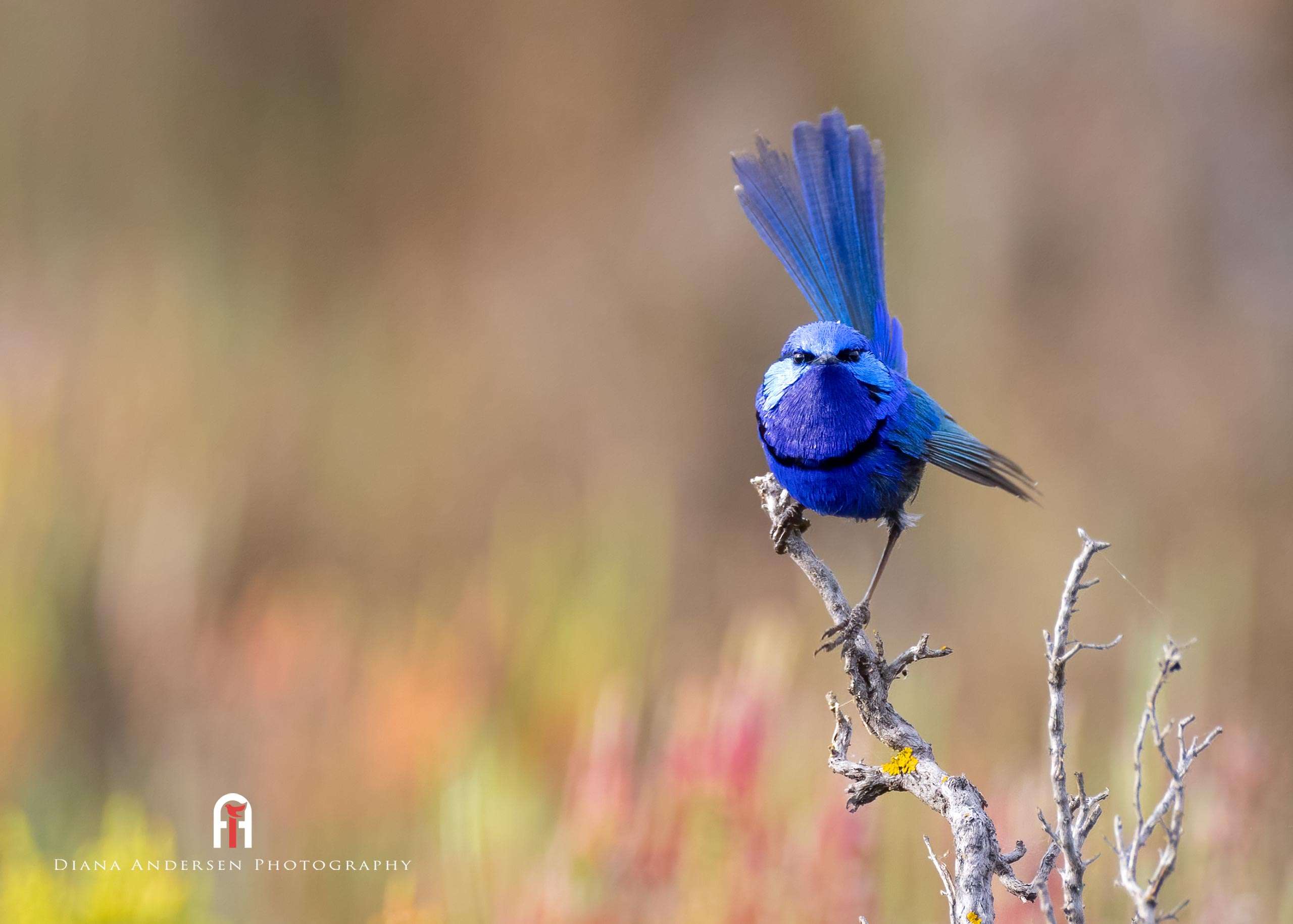Wildlife Portrait Photography - Tips & Technique - Wild Animal Information