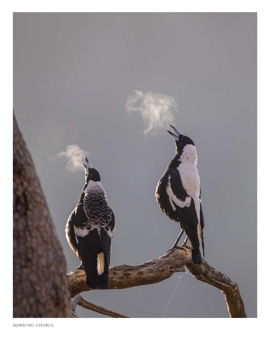 Morning Chorus by Diana Andersen - Wildlife Information