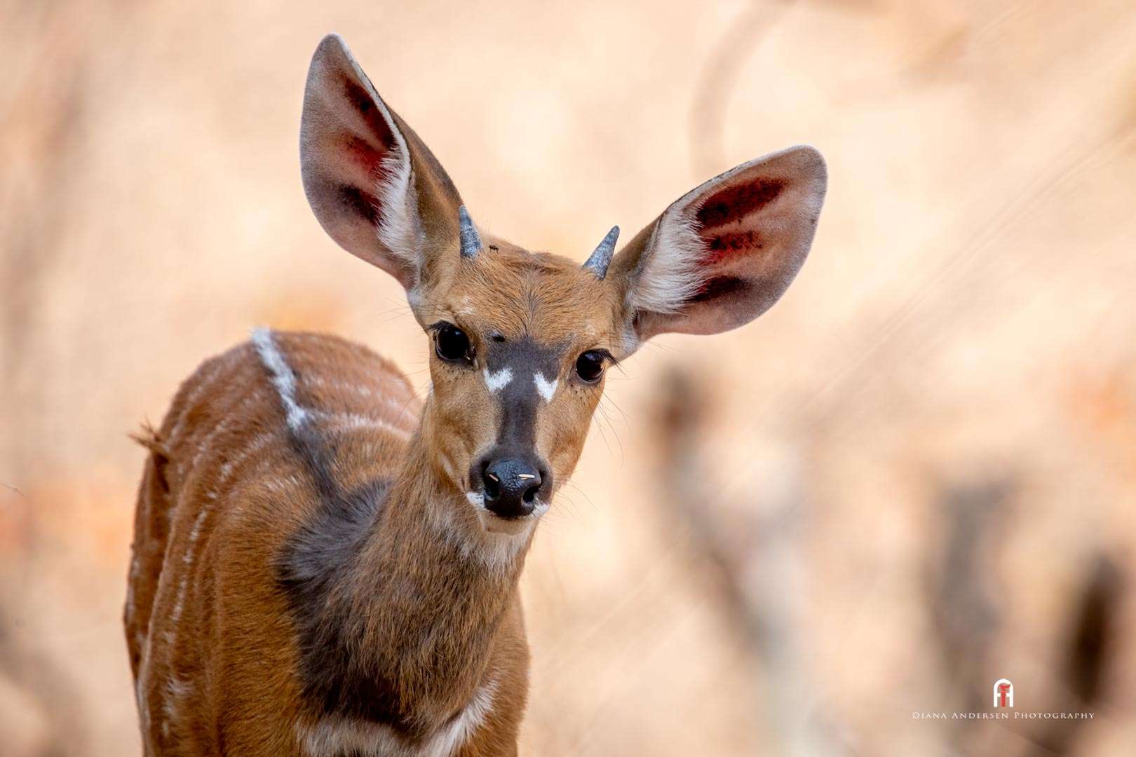 Wildlife Portrait Photography - Tips & Technique - Wildlife Information