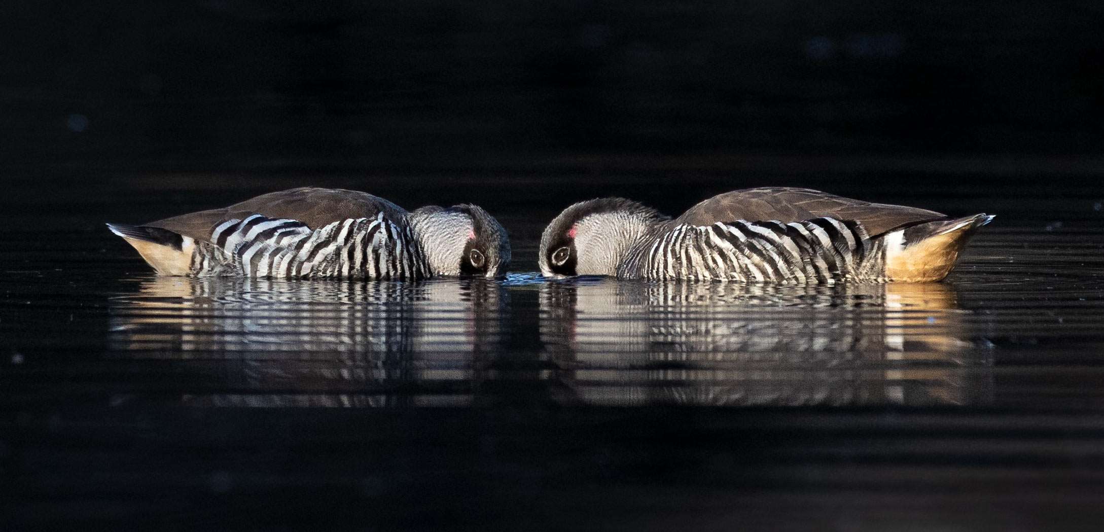 Wildlife Portrait Photography - Tips & Technique - Wildlife Information