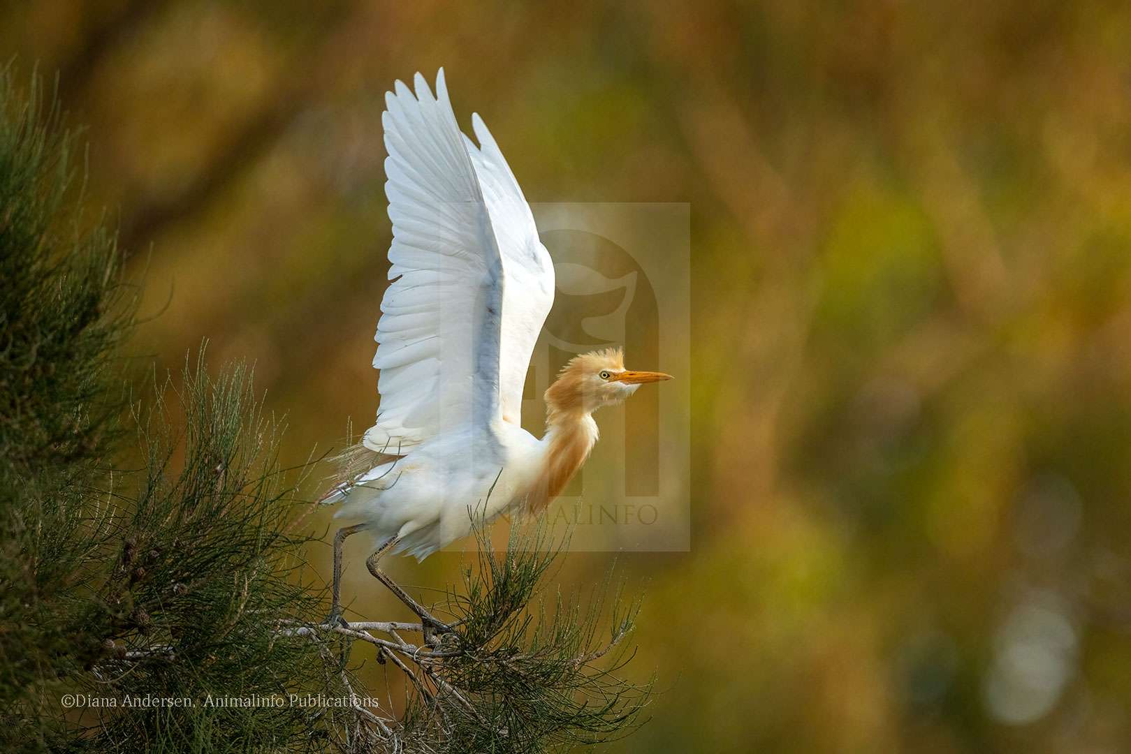 Cattle Egret in Flight - (Ardea ibis) Stock Image - Wildlife Information