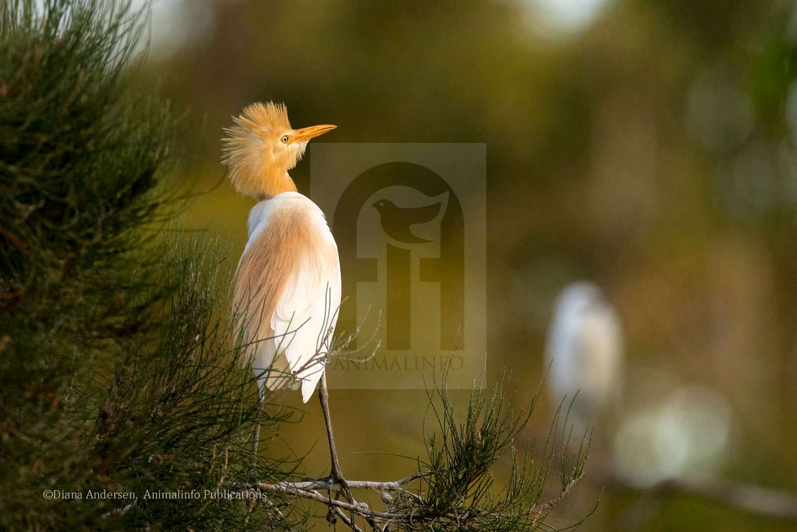 Cattle Egret in Breeding Plumage - (Ardea ibis) Stock Image - Wildlife ...