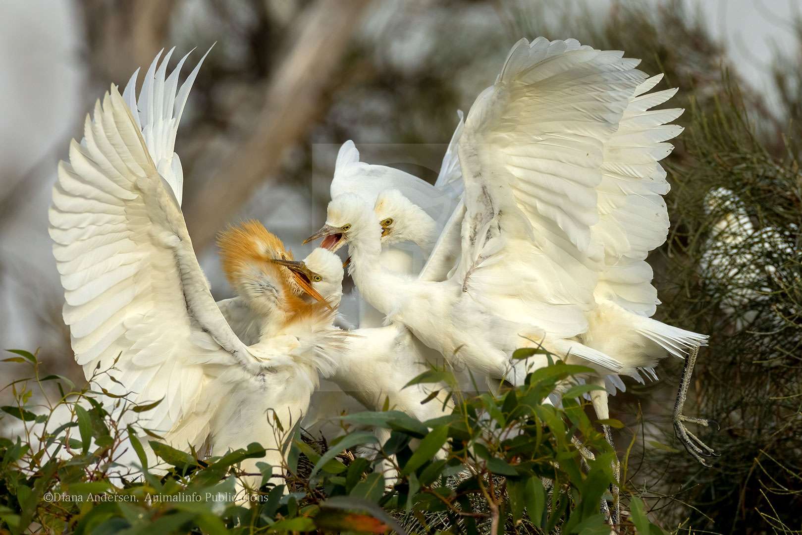 Cattle Egret Feeding Chicks - (Ardea ibis) Stock Image - Wildlife ...