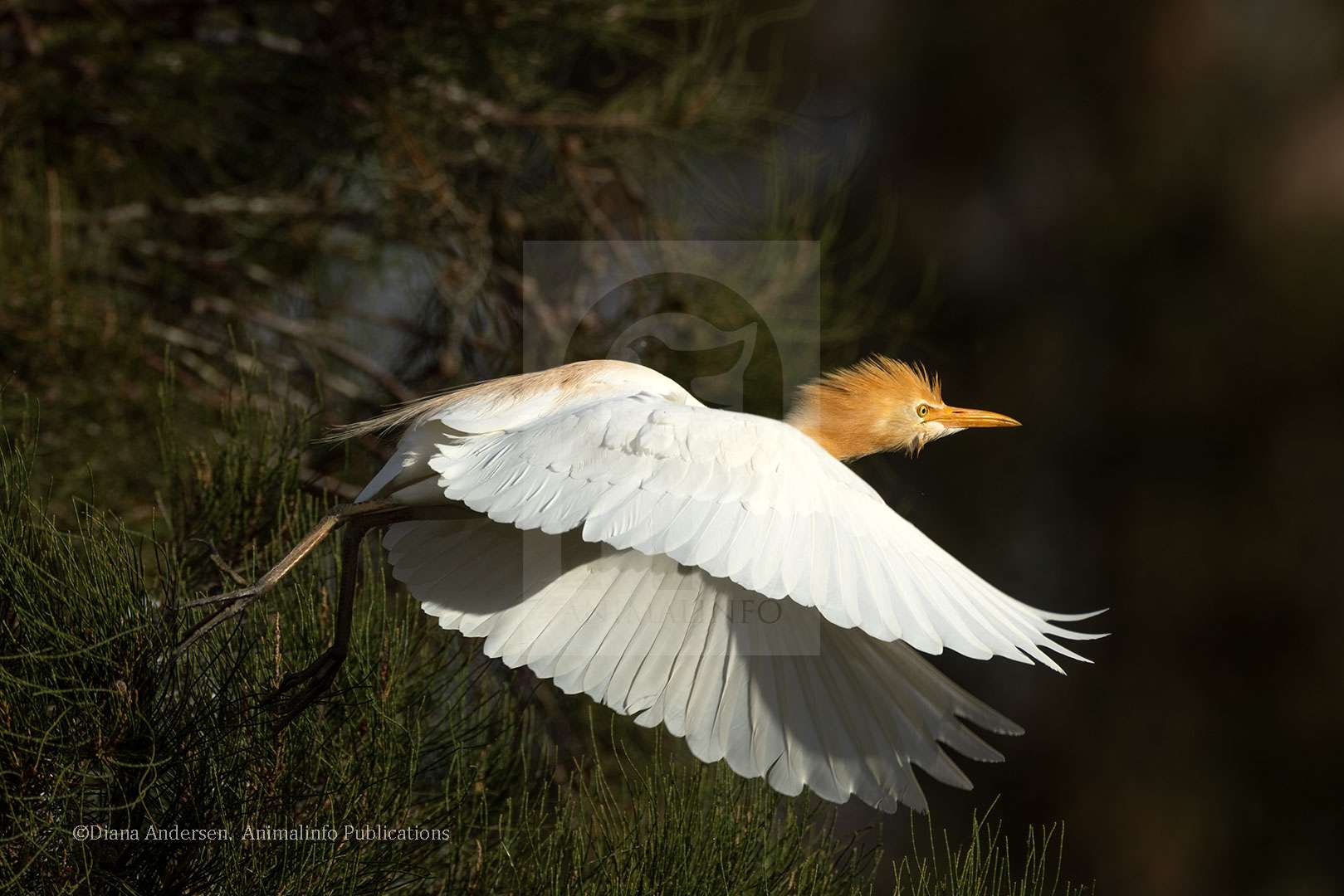 Cattle Egret in Full Flight - (Ardea ibis) Stock Image - Wildlife ...