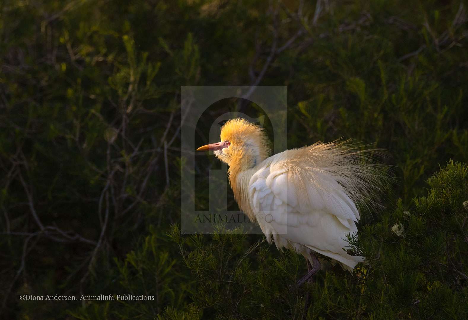 Cattle Egret with Breeding Plumage - (A. i. coromanda) Image - Wildlife ...