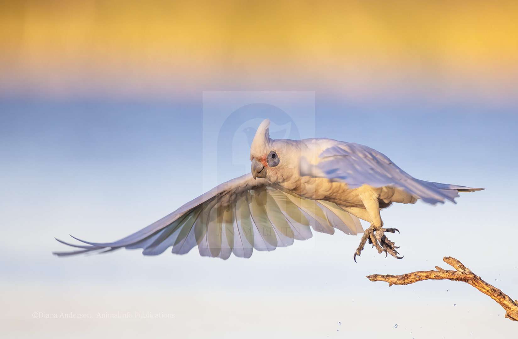 Little Corella in Flight - Animal & Bird Images for Digital Download ...