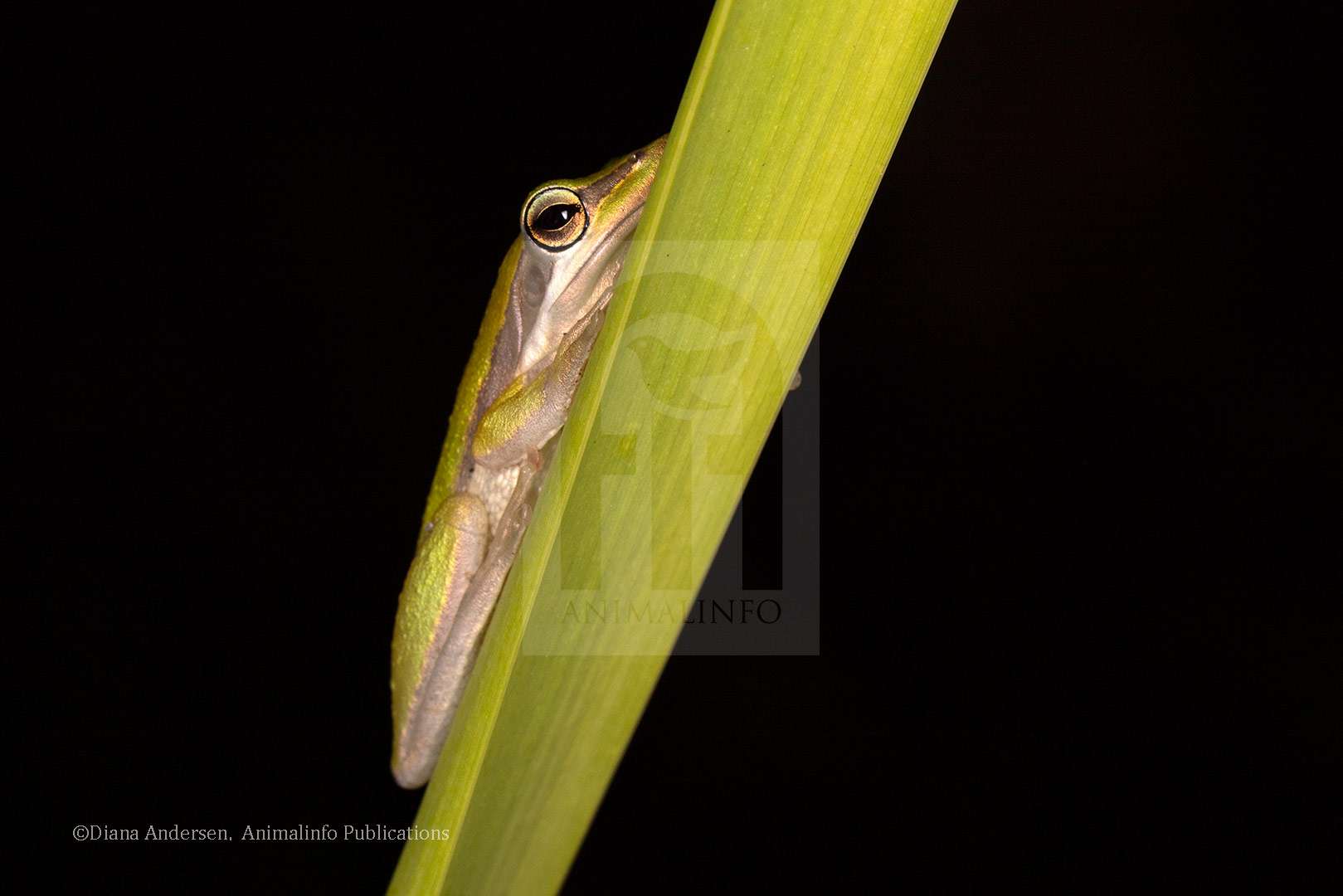 Slender Tree Frog - (Litoria adelaidensis) Stock Image - Wildlife ...
