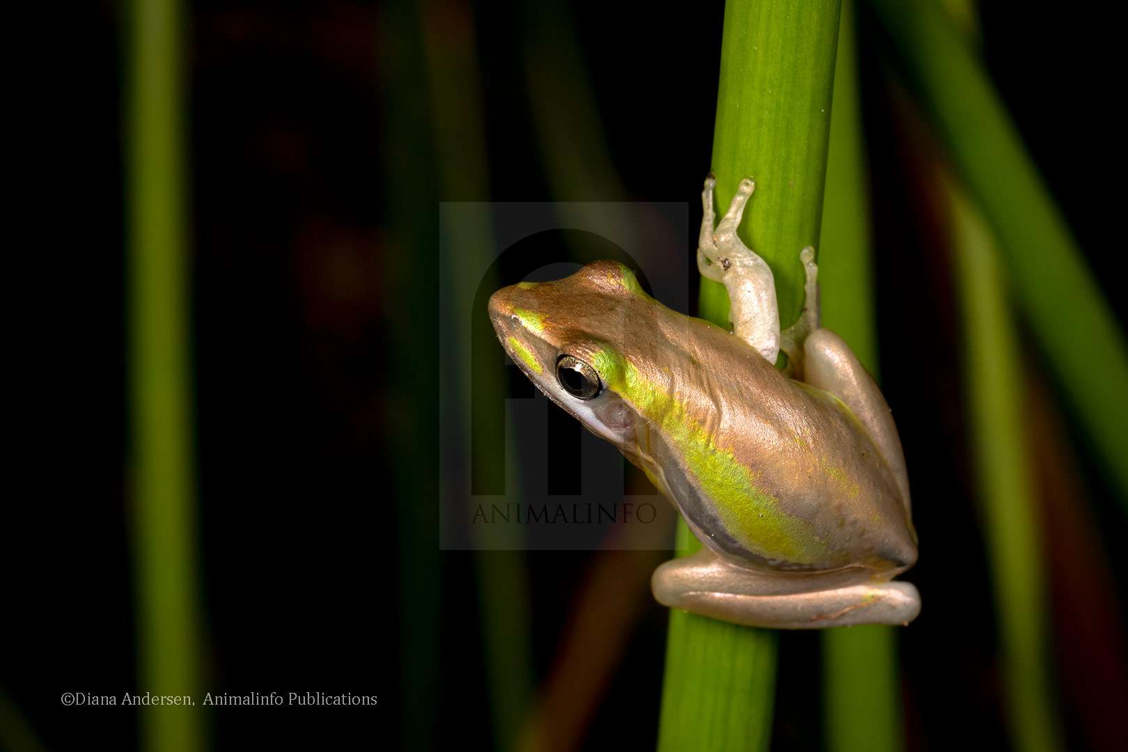 Amphibian Information and Images - Wildlife Information