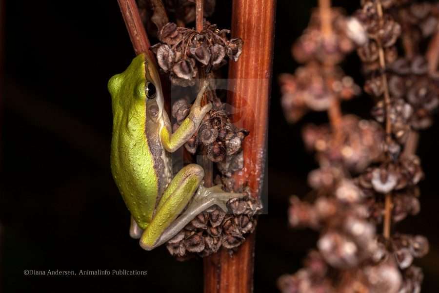 Slender Tree Frog Profile & Images - Wildlife Information