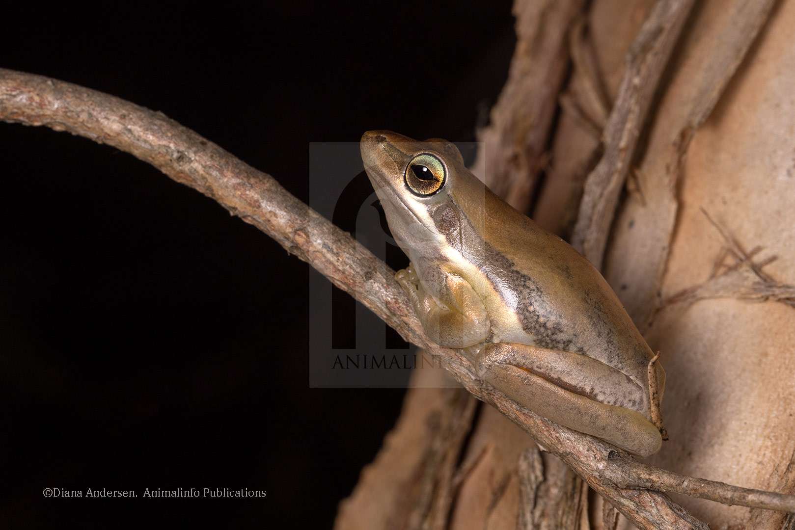 Slender Tree Frog (Litoria adelaidensis) - Stock Image - Wildlife ...