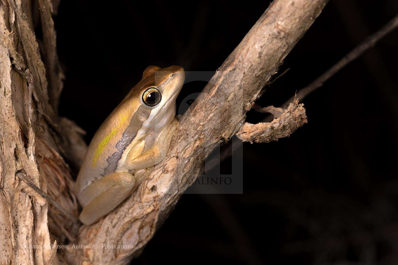 Gold Slender Tree Frog - (Litoria adelaidensis) Stock Image - Wildlife ...
