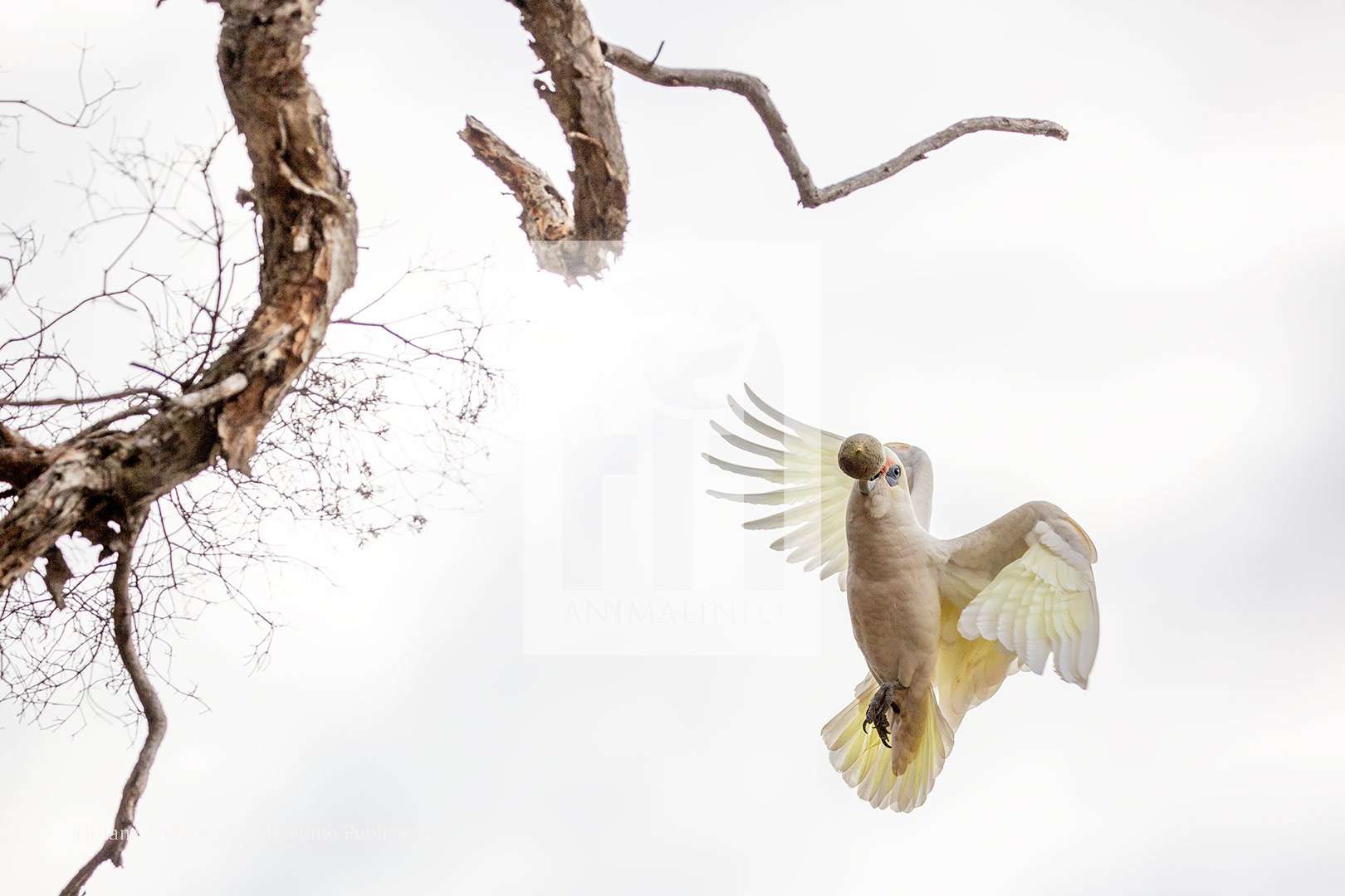 Little Corella Flying - Digital Download Bird Stock Images - Wildlife ...