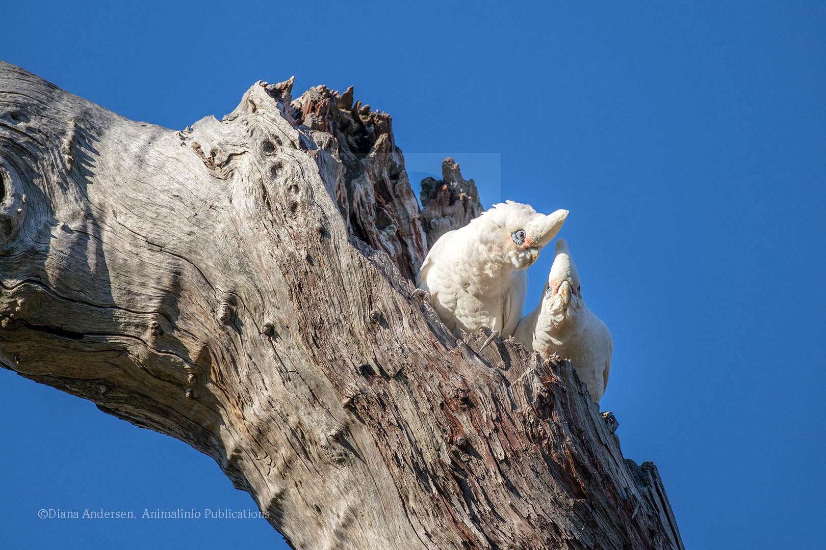 Little Corella Pair - Digital Downloads - Wildlife Information