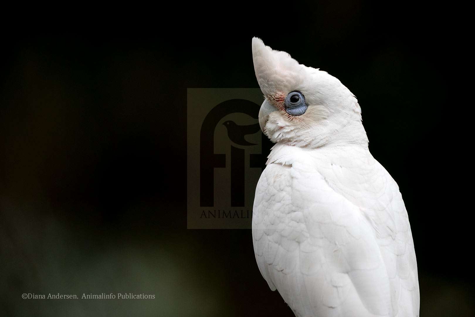 Little Corella Portrait Stock Image - Digital Downloads - Wildlife ...