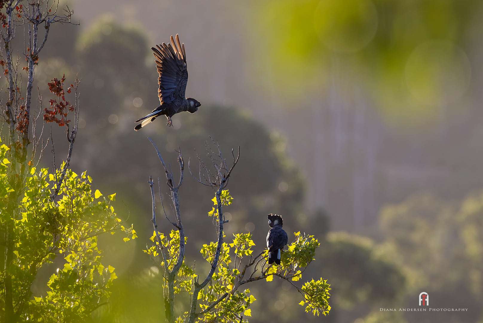 Photographing Birds in the Landscape - Wildlife Information