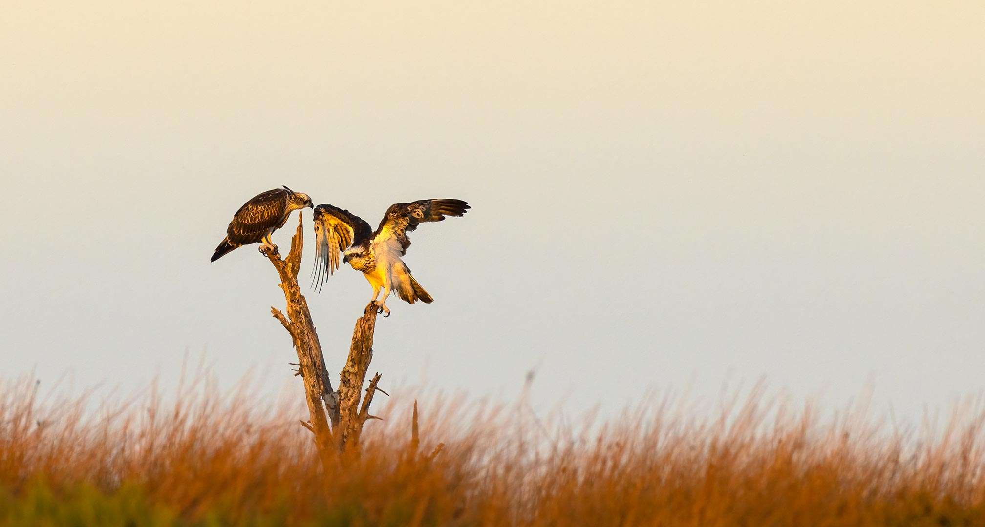 Photographing Birds in the Landscape - Wildlife Information