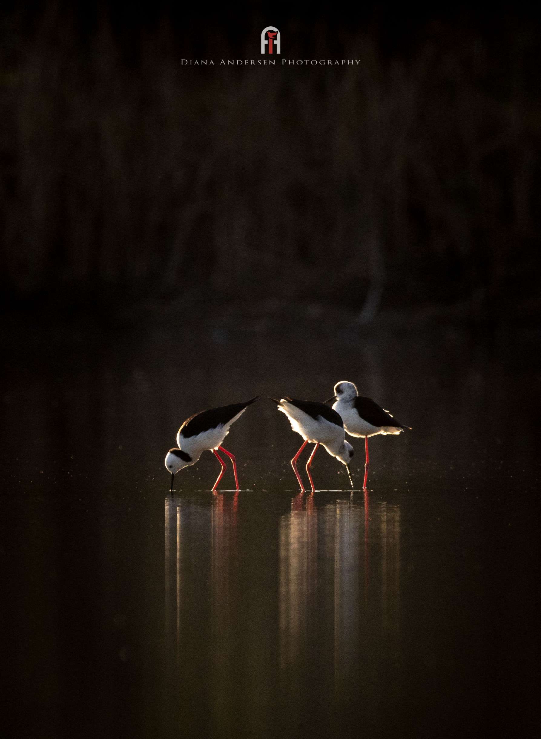 Photographing Birds in the Landscape - Wildlife Information