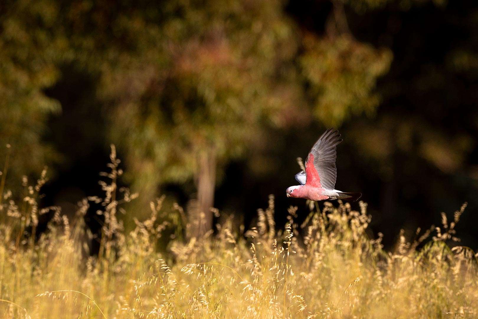 Photographing Birds in the Landscape - Wildlife Information