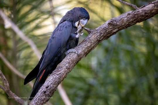 Juvenile Forest Red-tailed Black Cockatoo - (C. b. naso) - Wildlife ...