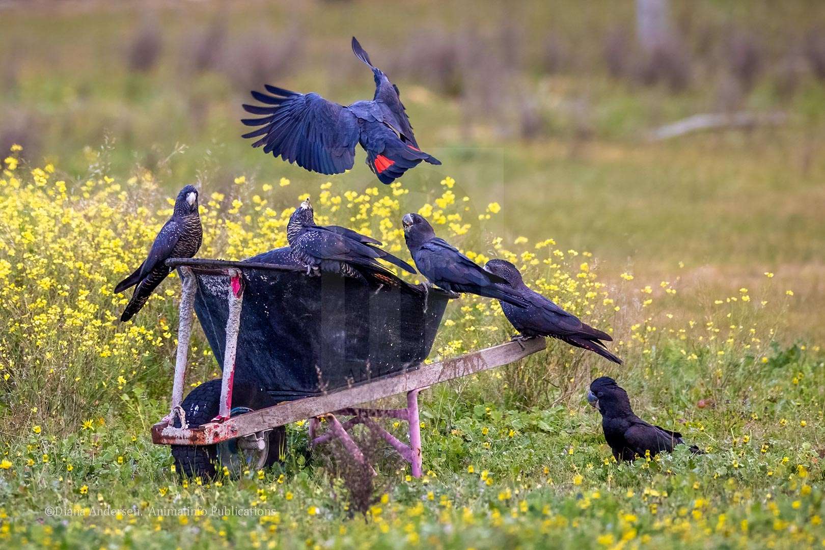 Red-tailed Black Cockatoo Flock - (Calyptorhynchus b. naso) - Wildlife ...