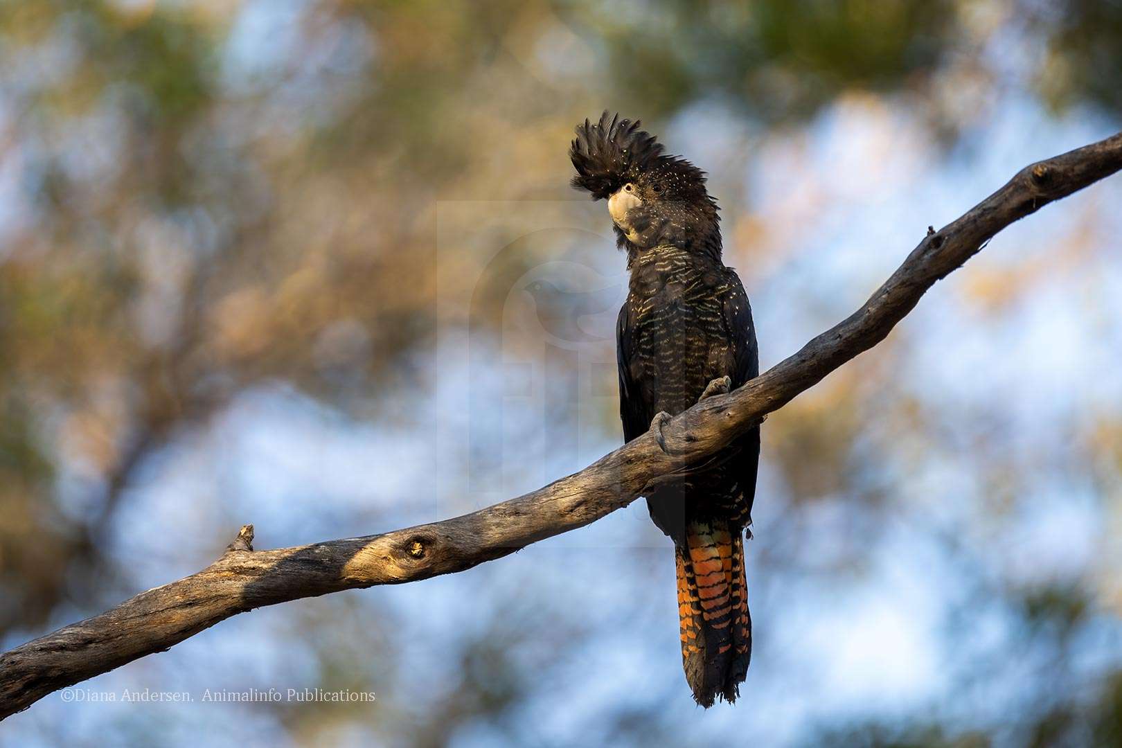 Red-tailed Black Cockatoo Juvenile - (C. b. naso) - Wildlife Information