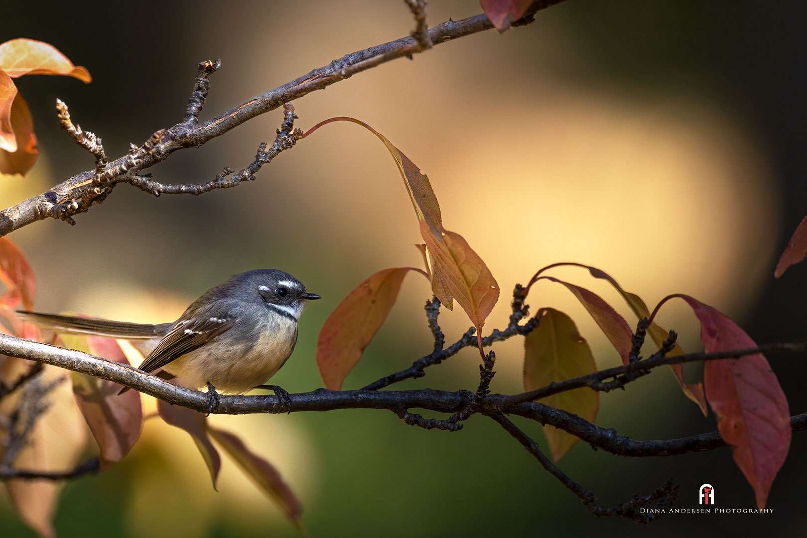 Backlight and Bokeh in Wildlife Photography - Wildlife Information
